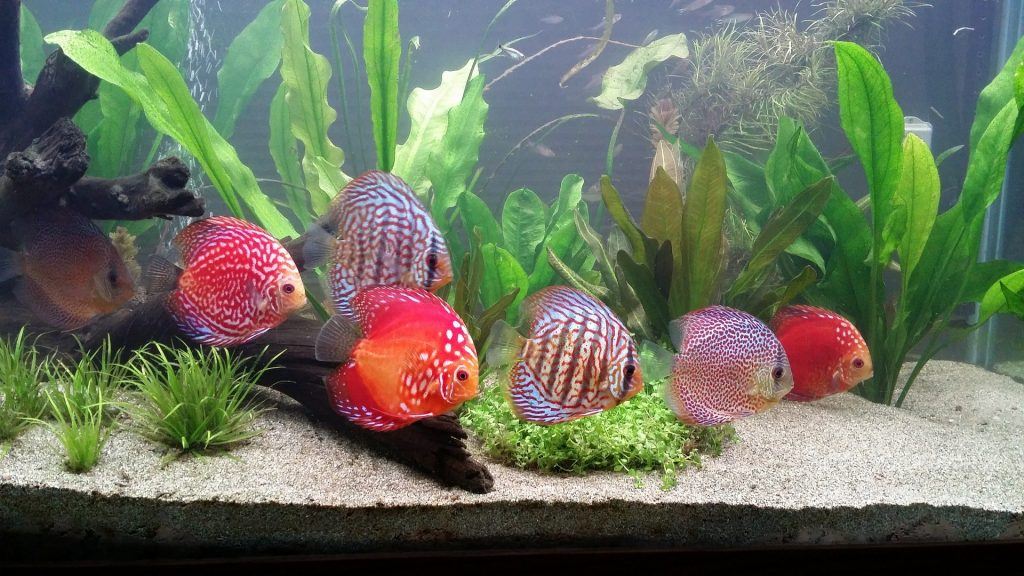 Discus Fish Guide - Fish Care Guide
