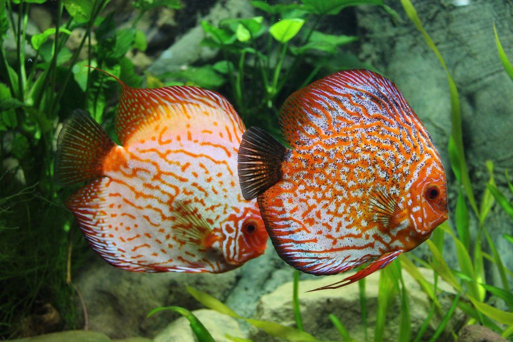 Discus Fish Guide - Fish Care Guide