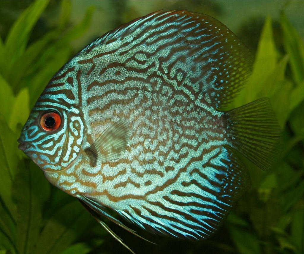 Discus Fish Guide - Fish Care Guide