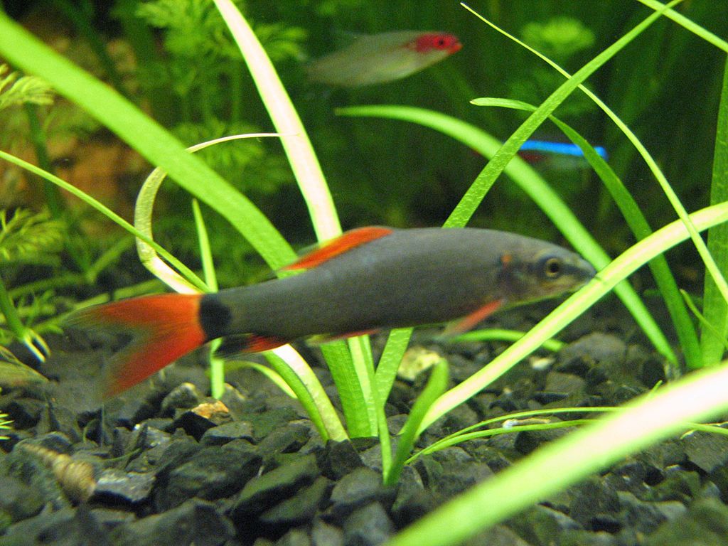 Rainbow Shark Guide - Fish Care Guide