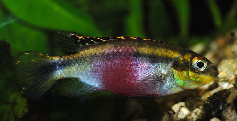 Kribensis Cichlid Guide - Fish Care Guide