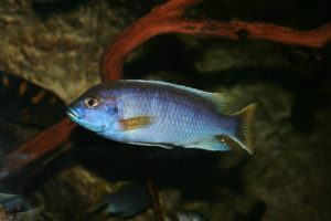 Mbuna Cichlids: Complete Guide - Fish Care Guide