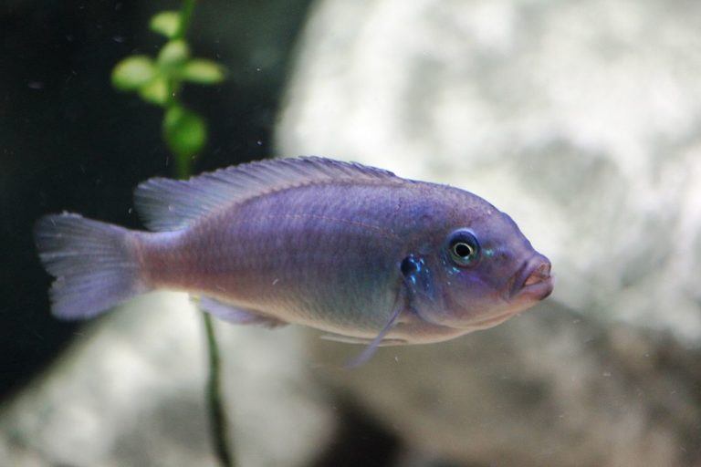 Mbuna Cichlids: Complete Guide - Fish Care Guide