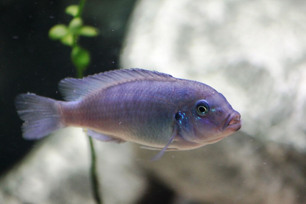 Mbuna Cichlids: Complete Guide - Fish Care Guide