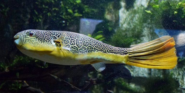 Complete Guide to the Mbu Puffer - Fish Care Guide