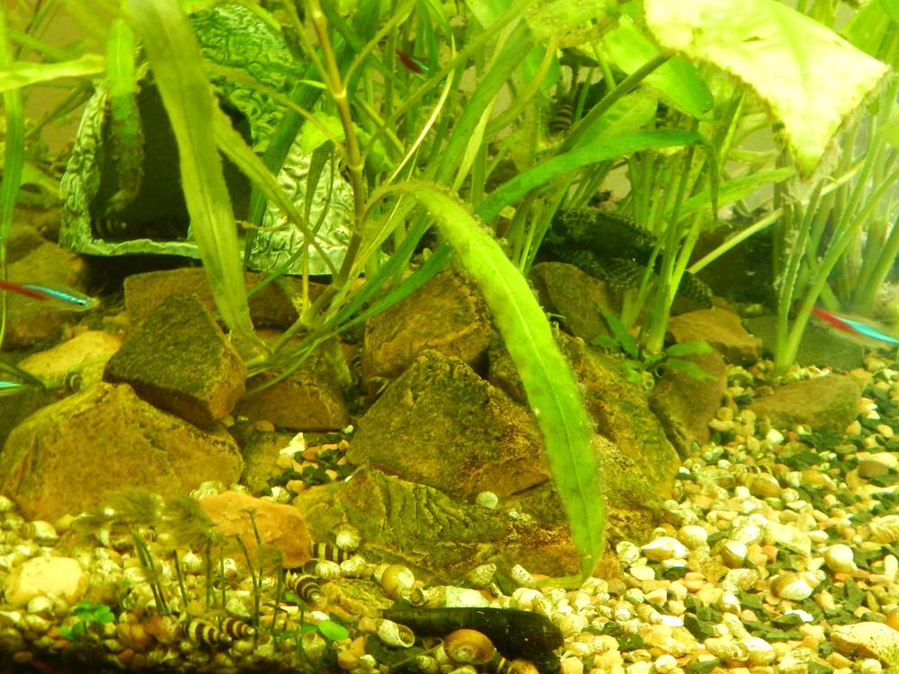 Complete Guide To Hair Algae - Fish Care Guide