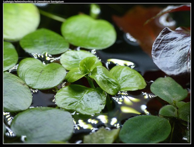 Complete Guide To Amazon Frogbit - Fish Care Guide